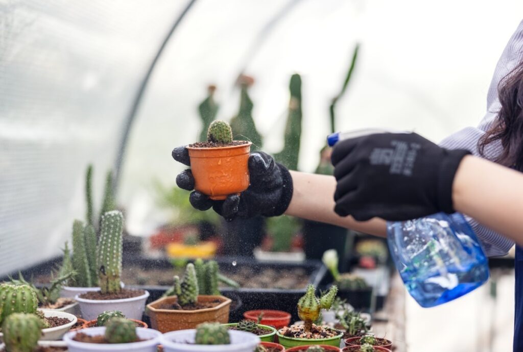 Propagation des cactus : les techniques pour réussir le bouturage